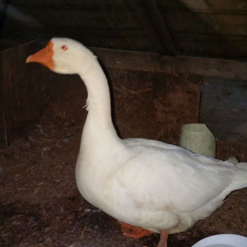 Гусь на племя