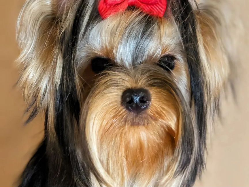 Йоркширский терьер