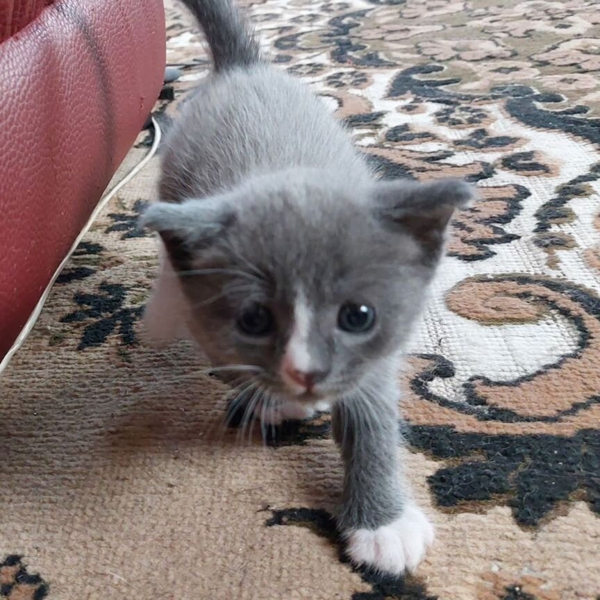 Котёнок в добрые руки