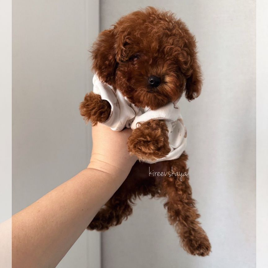 Той-пудель, щенок