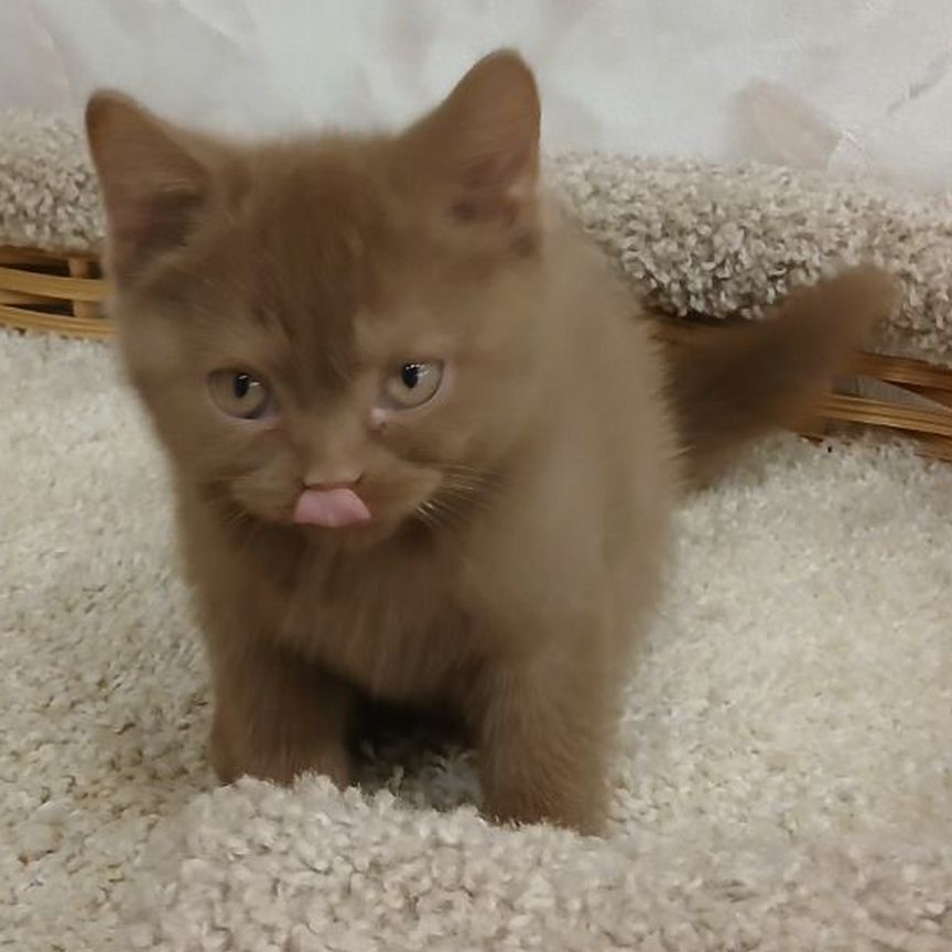 Британский короткошёрстный котёнок