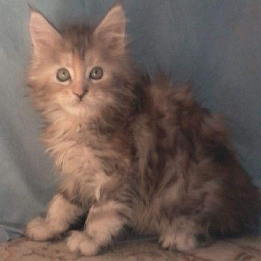 Мейн-кун котёнок