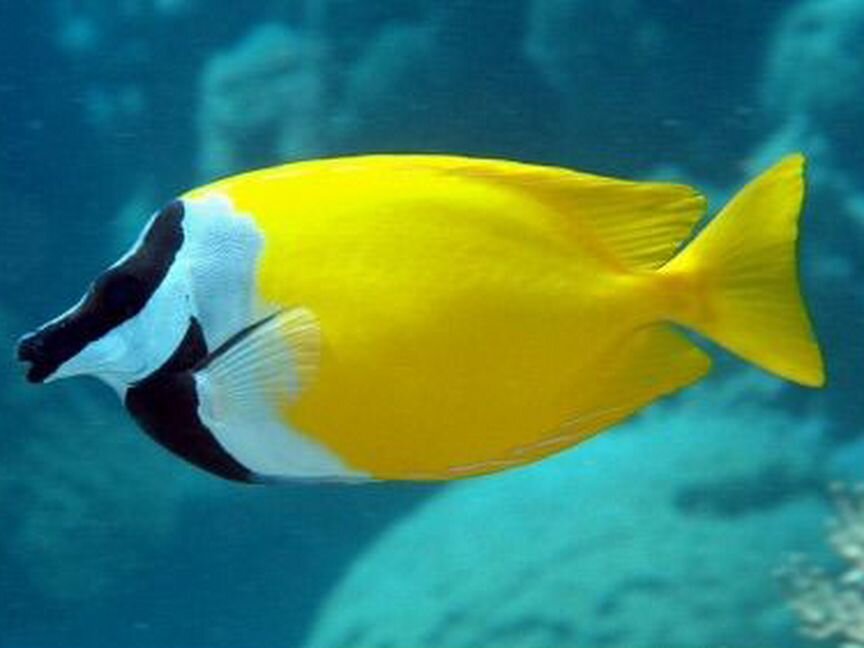 Рыба Лисица желтая Ло размер XXL