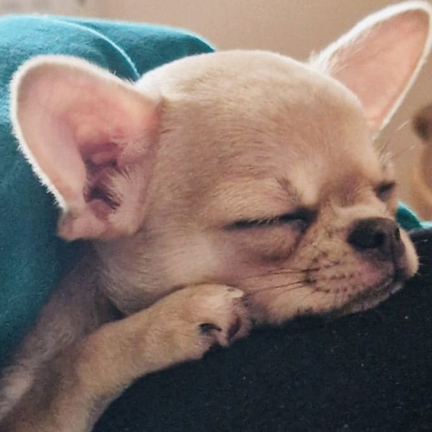 Чихуахуа щенок