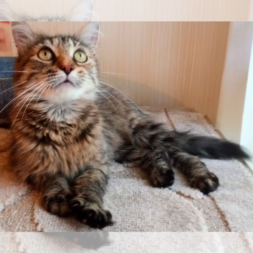 Маргаритка в добрые ручки