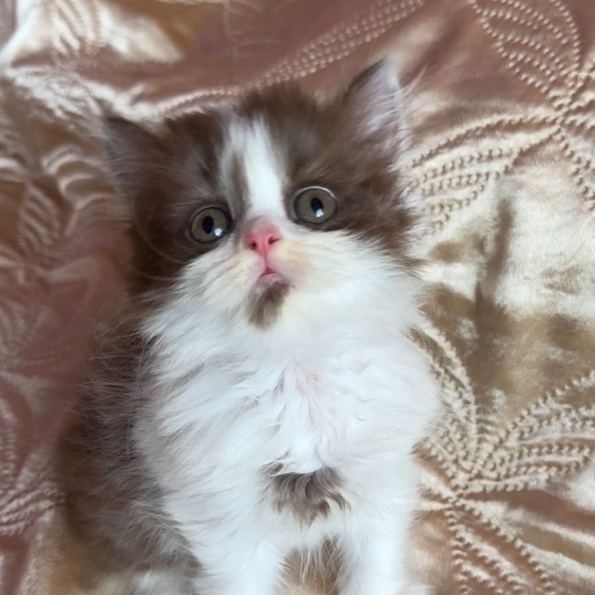 Британские котята