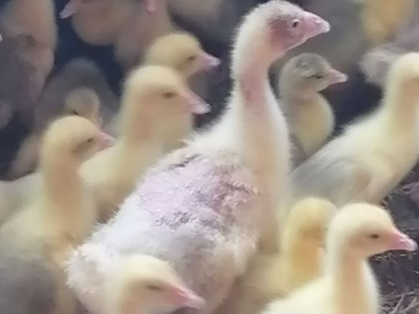 Гусята выбраковка