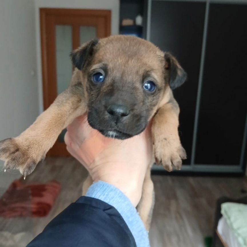 Отдам бесплатно животные