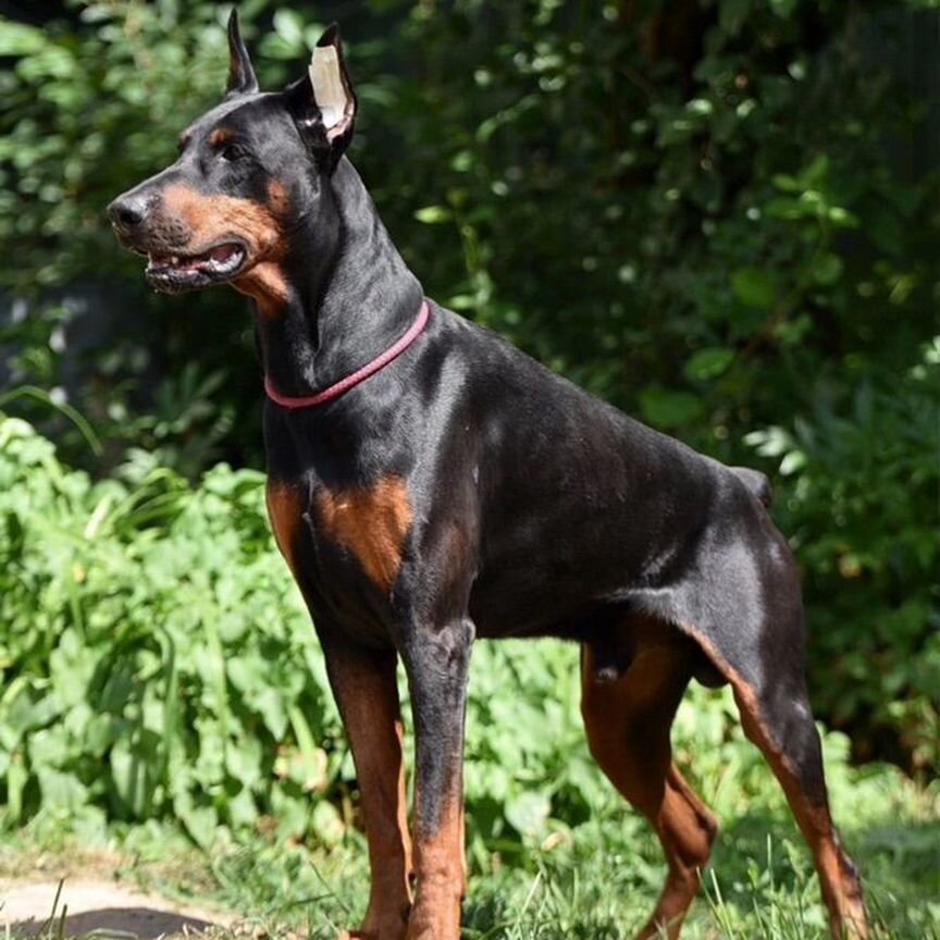 Доберман взрослый