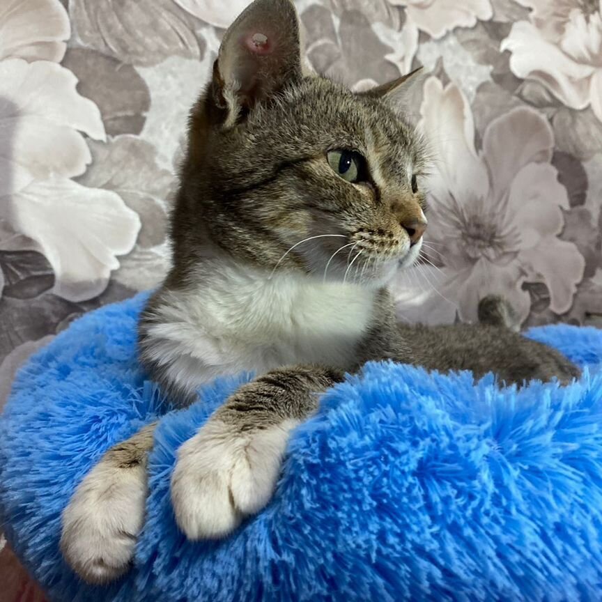 Бенгальская кошка, взрослая