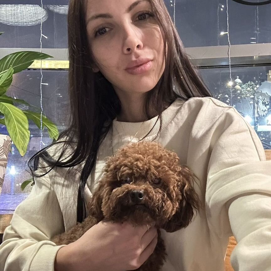 Той-пудель от китайского тедди