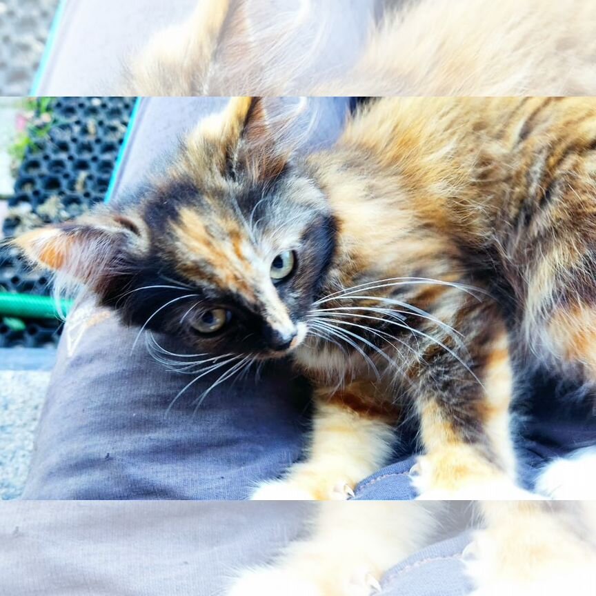 Красивая трехцветочка