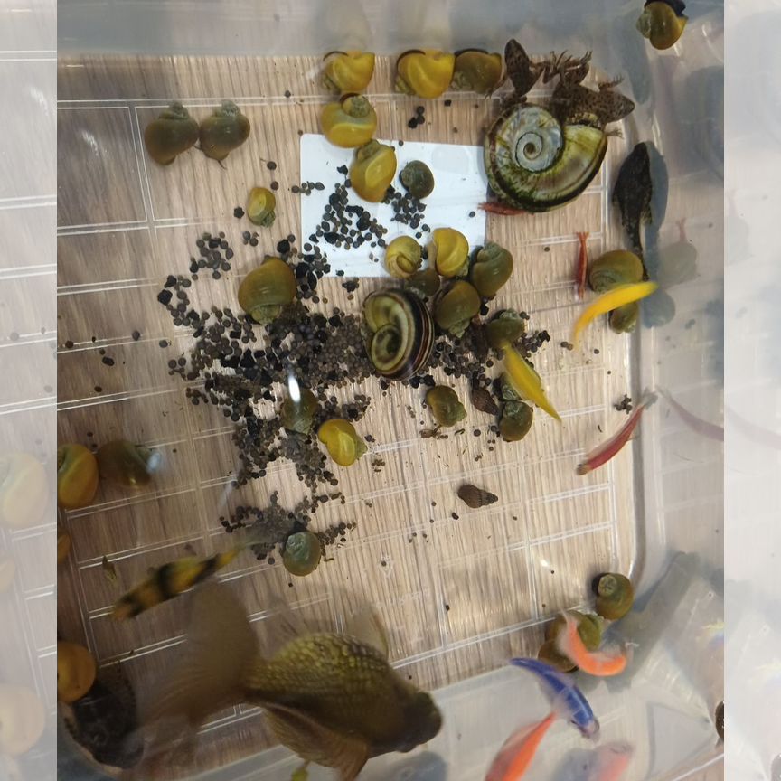 Улитки аквариумные