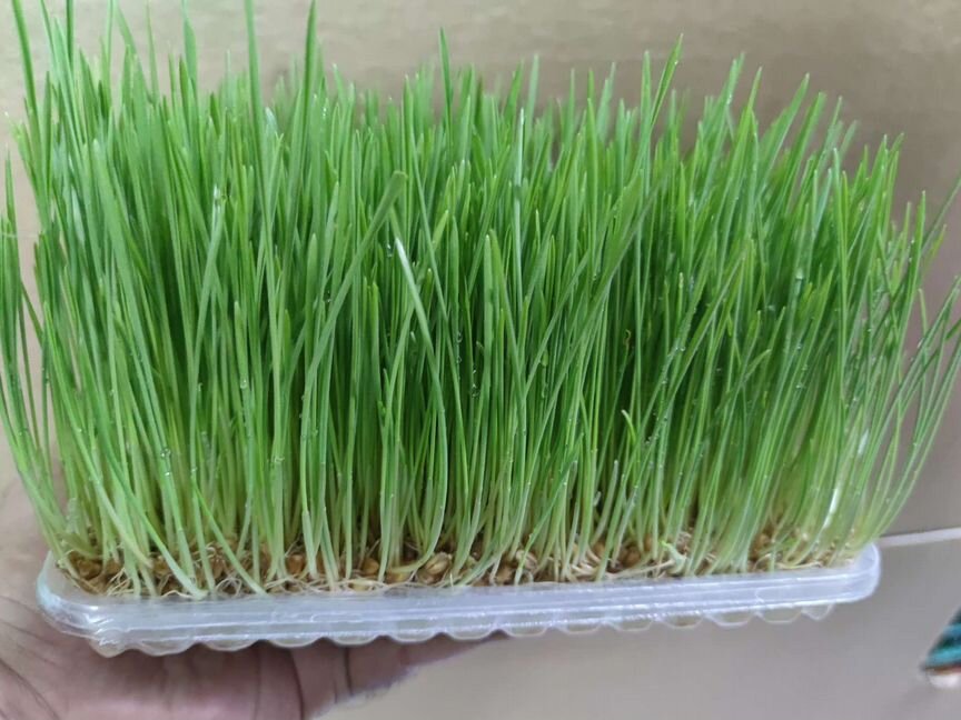 Пророщенная пшеница