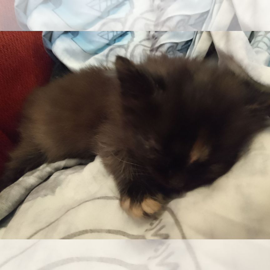 Котёнок в добрые руки