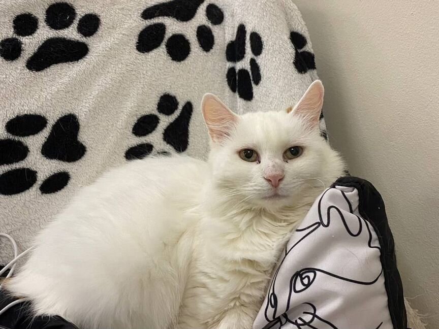 Красавица Мерлин Монро ищет дом