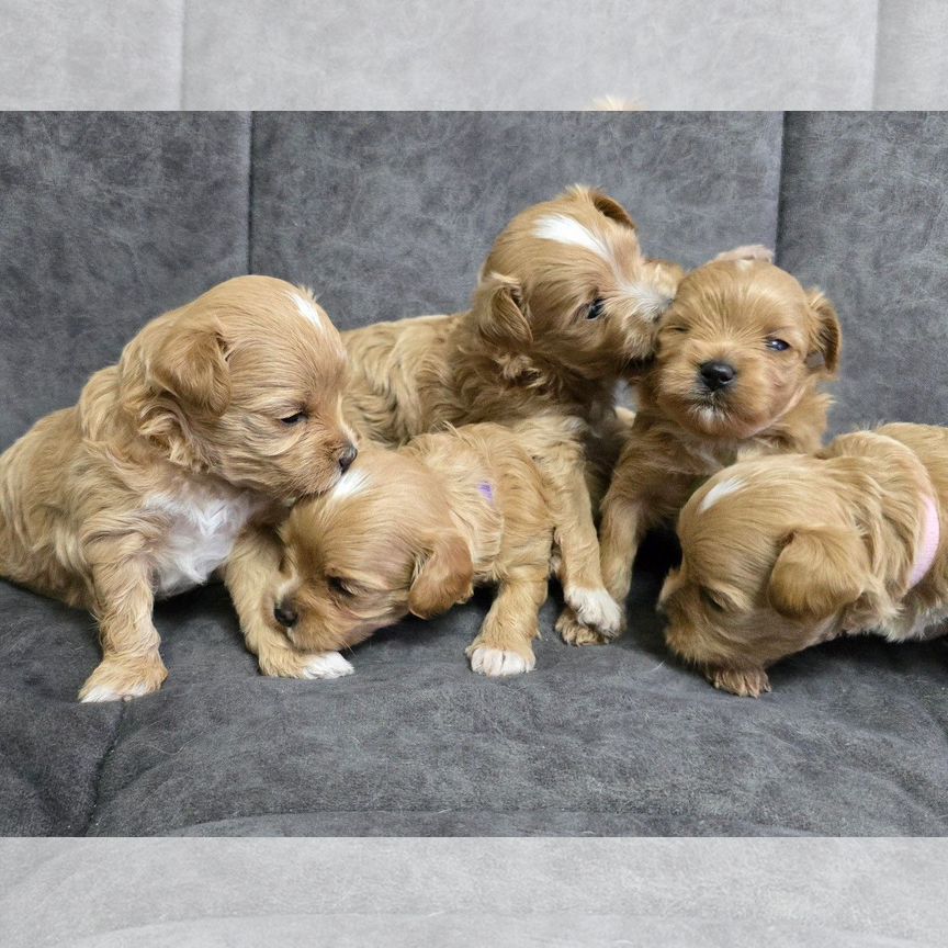 Мальтипу, щенок