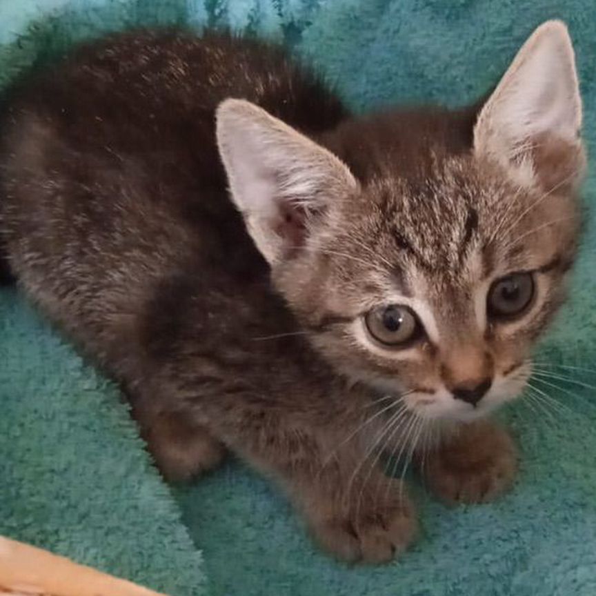 Котята малыши в дар