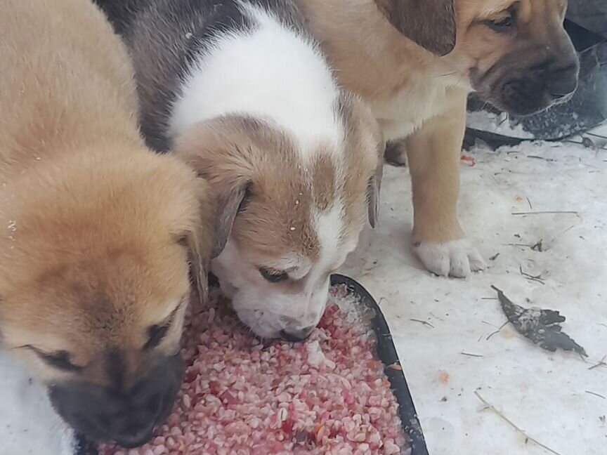 Щенки русской гончей