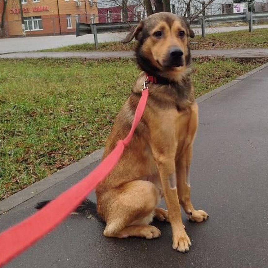 Взрослый пёс в добрые руки