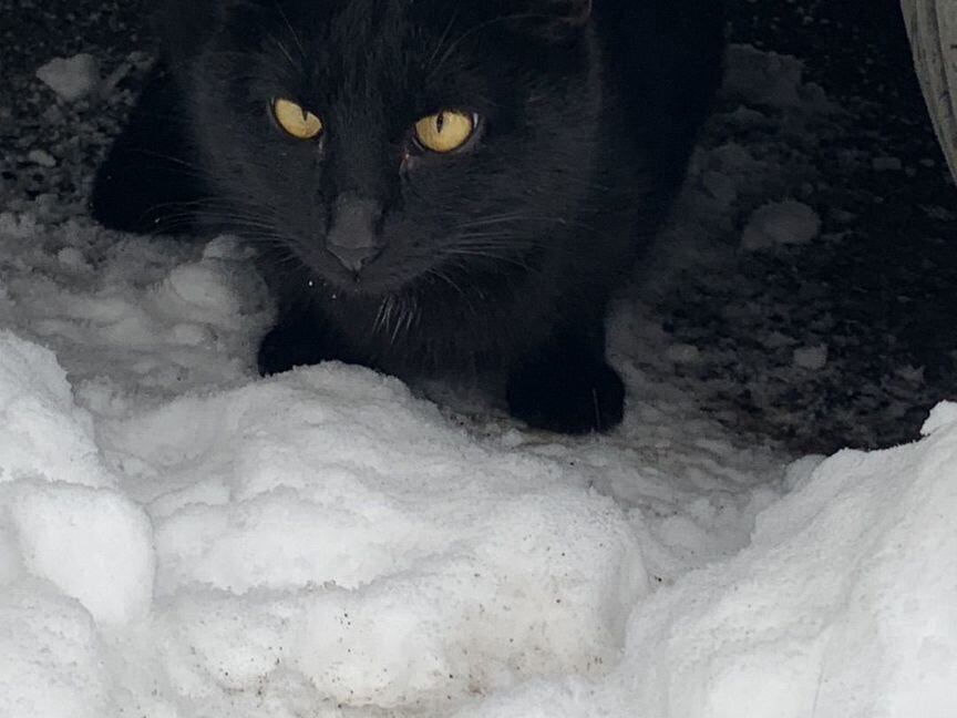 Помогите пожалуйста,этим очаровательным кисулькам