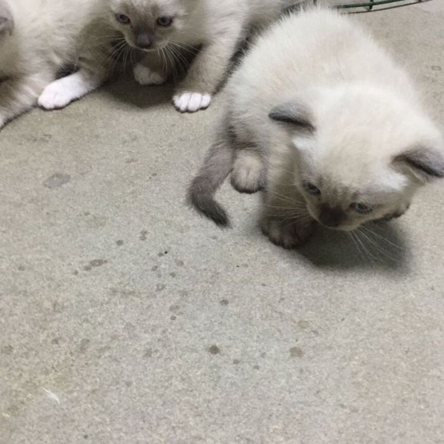 Тайские котята