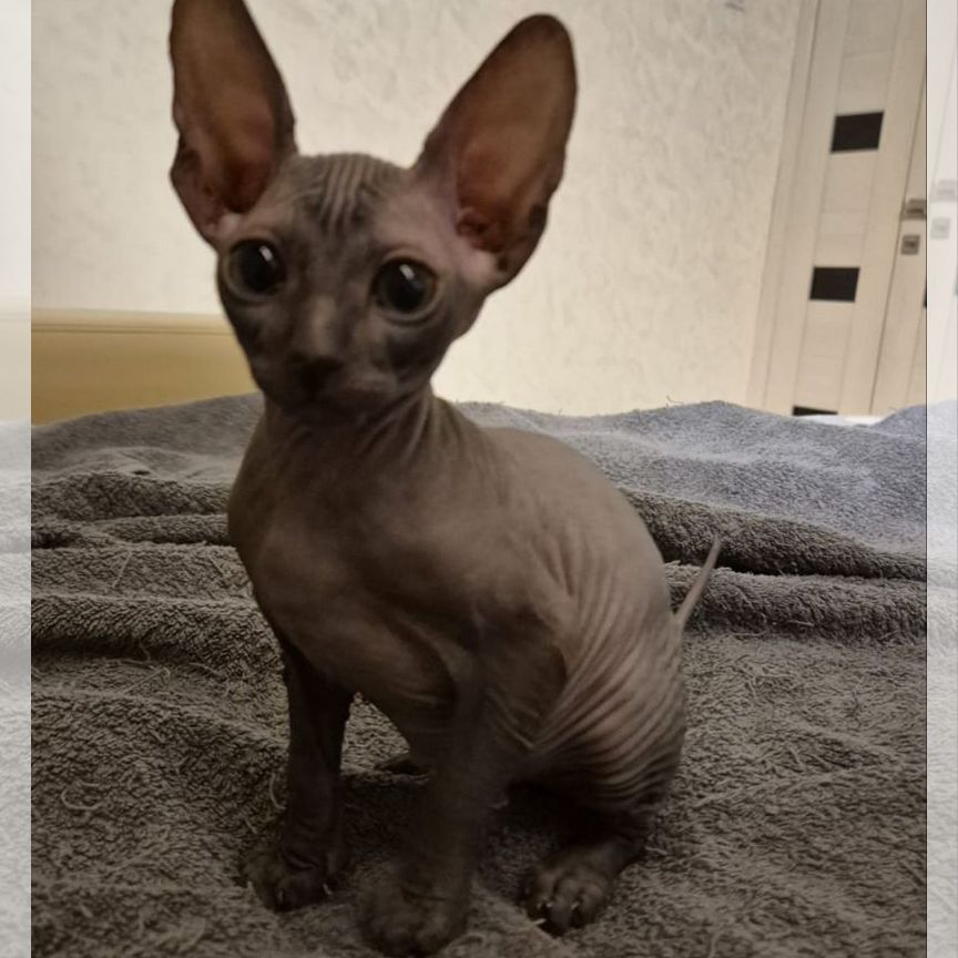 Донской сфинкс котёнок
