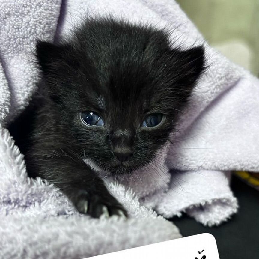 Котенок черный