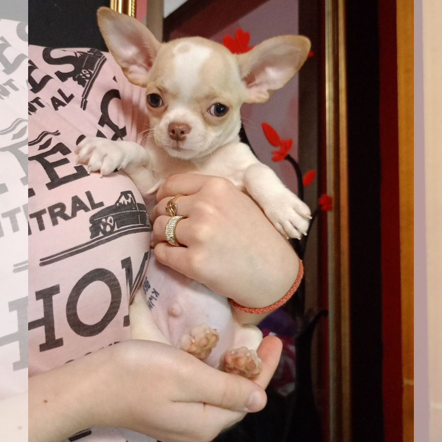 Чихуахуа, щенок