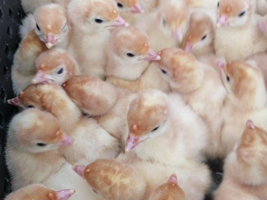 Цыплята индейки