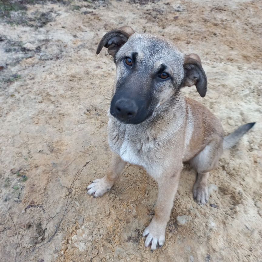 Ищем Хозяев