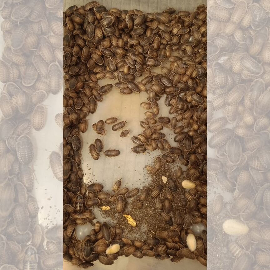 Блаптика(Аргентинский таракан)