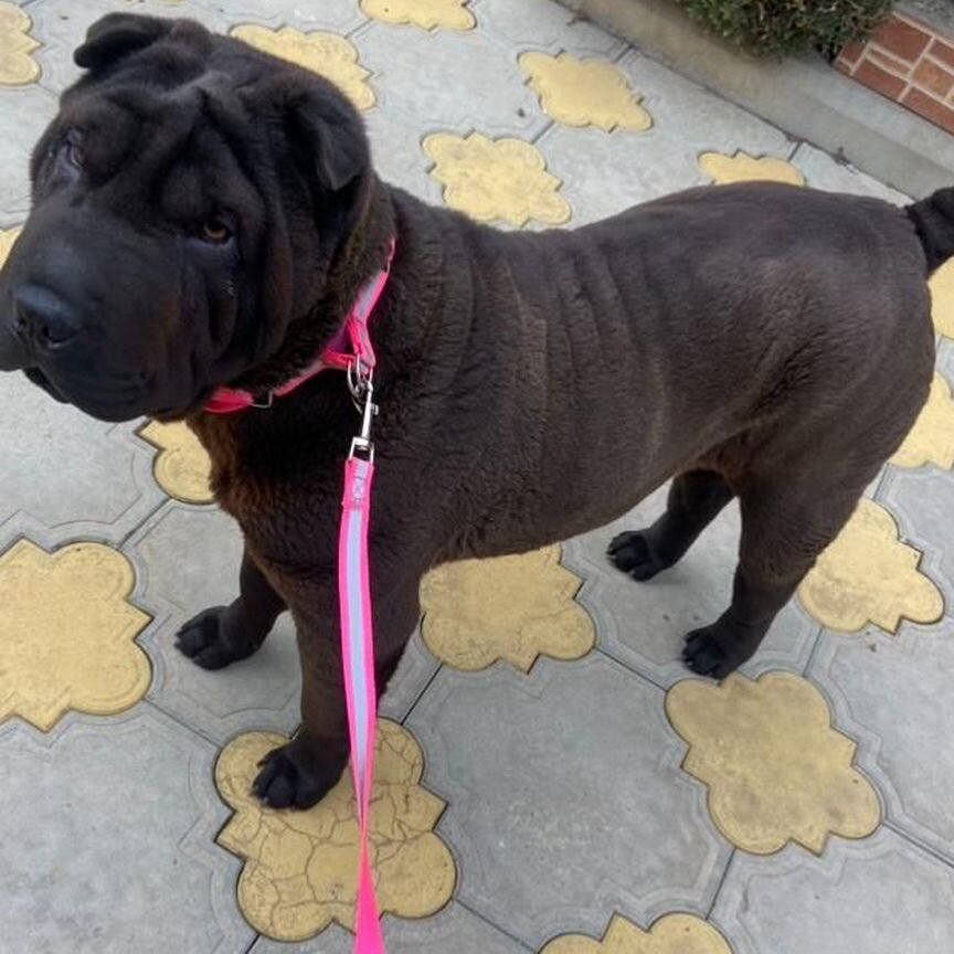 Отдам в добрые руки сабаку шарпея