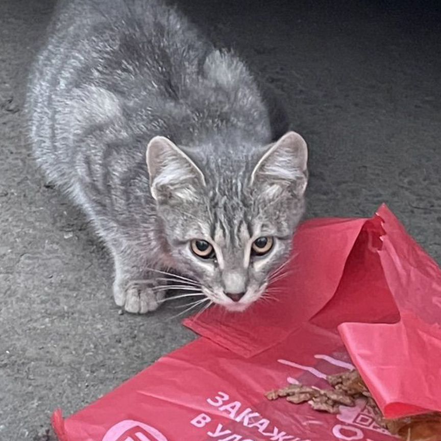 Котёнок в добрые руки