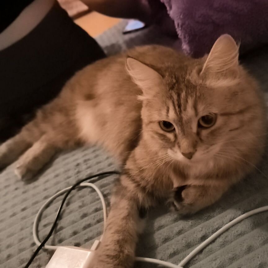 Взрослая кошка в добрые руки