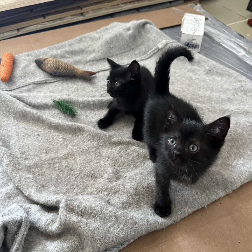 Отдам котят в добрые руки, котята шустрые