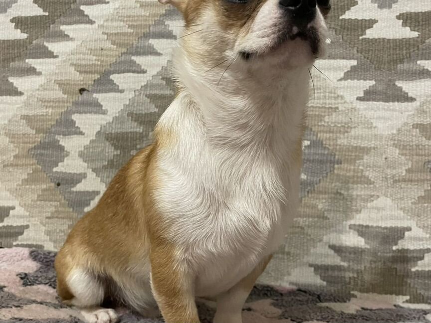 Вязка чихуахуа