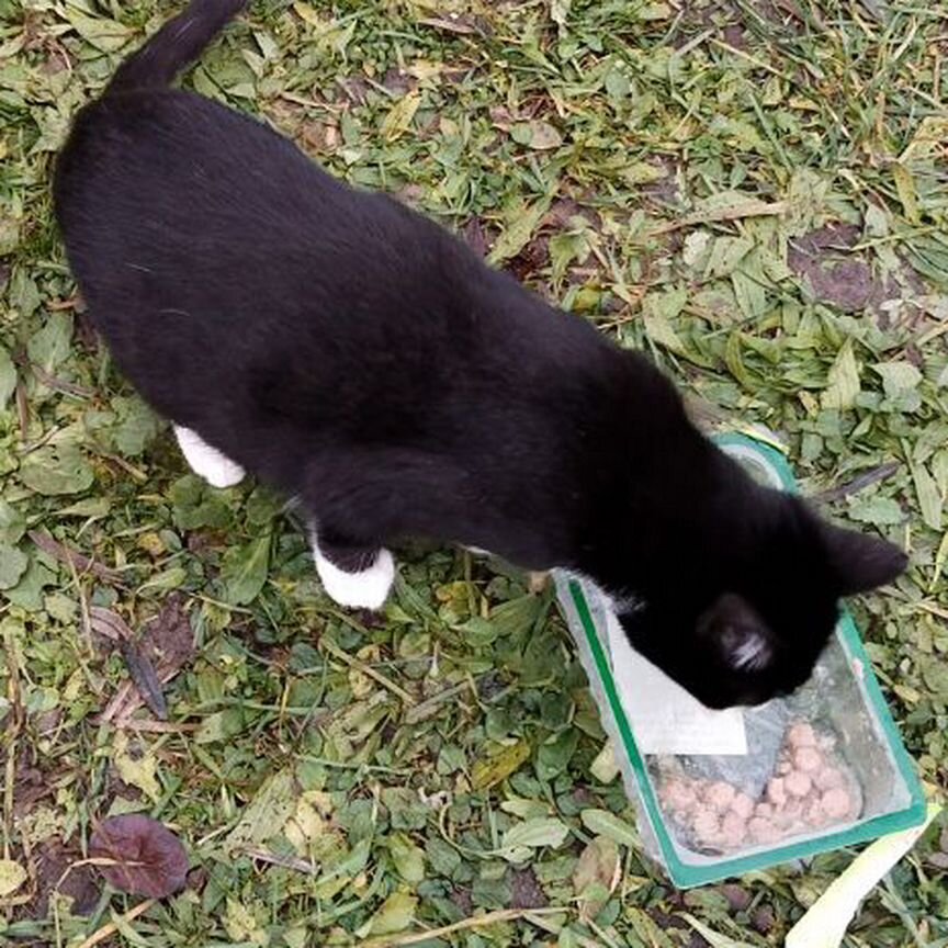 Котёнок в добрые руки