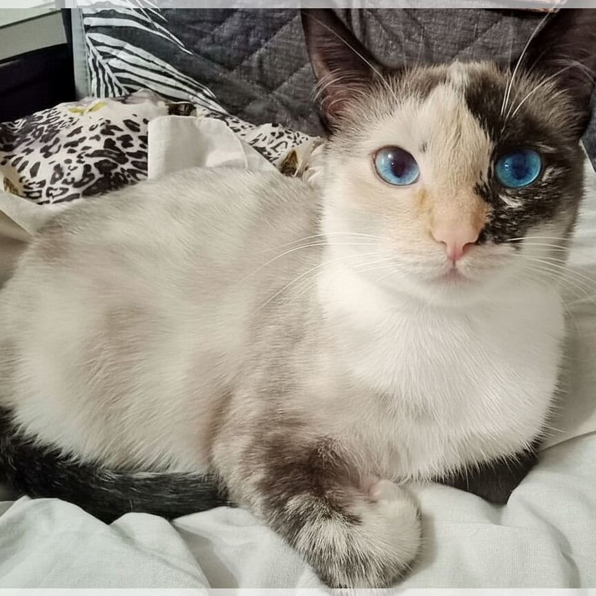 Сиамская кошка, взрослая