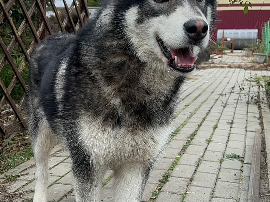 Собака розыск