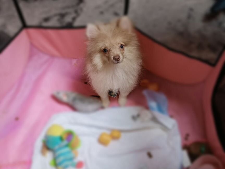 В продаже мальчик шпица полностью привит с док