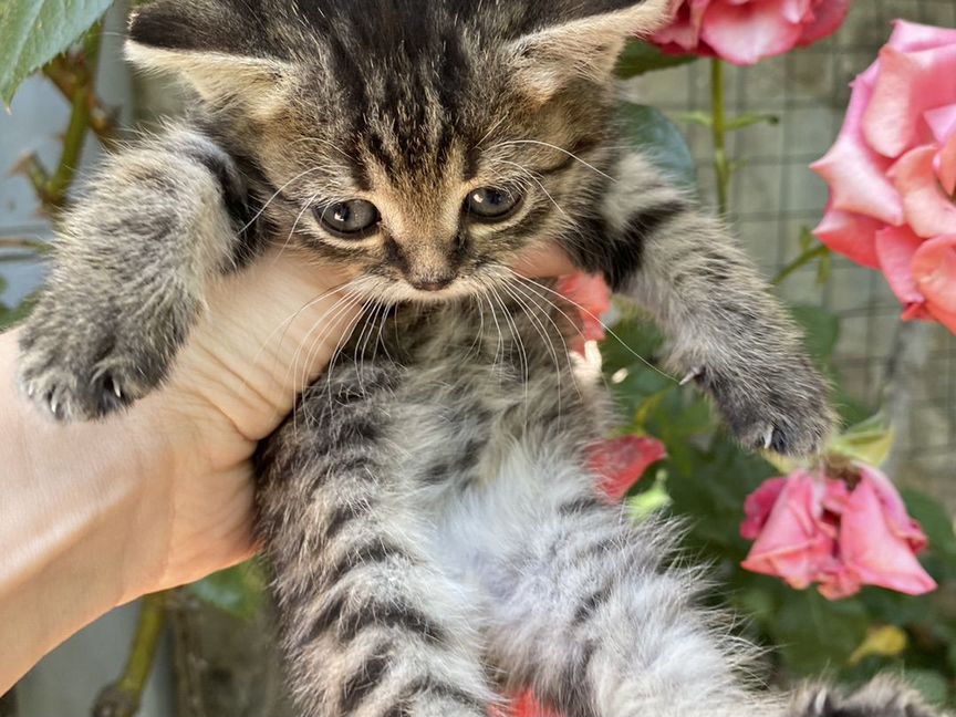 Отдам котенка (девочка) в добрые руки
