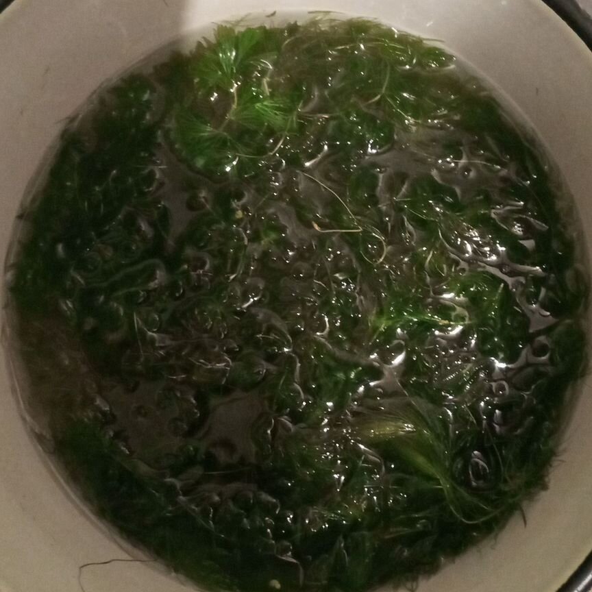 Прополка, отдам роголистник