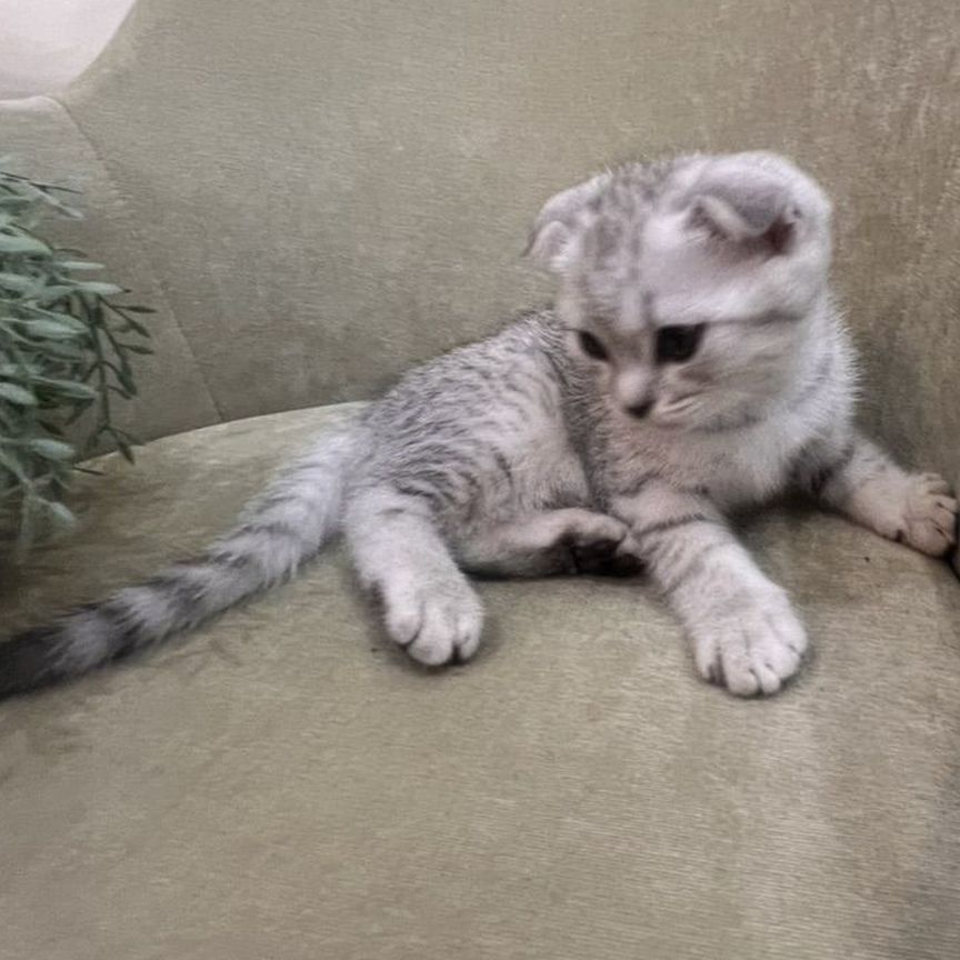 Шотландский вислоухий короткошёрстный котёнок
