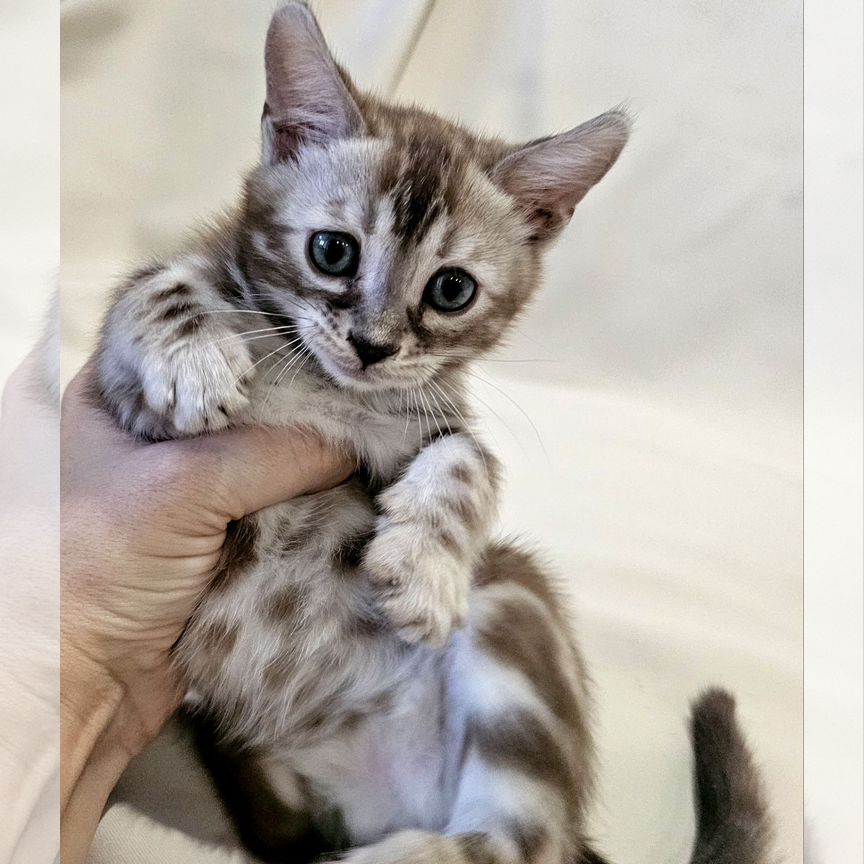 Бенгальская Угольная Сепия Серебро