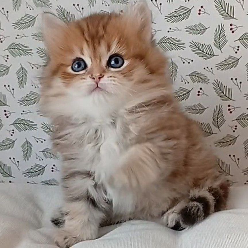 Шотландский прямоухий длинношёрстный котёнок
