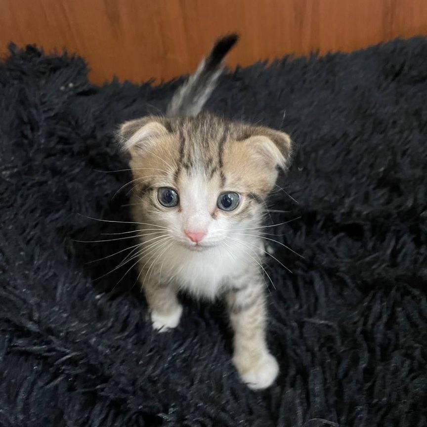 Котёнок в добрые руки