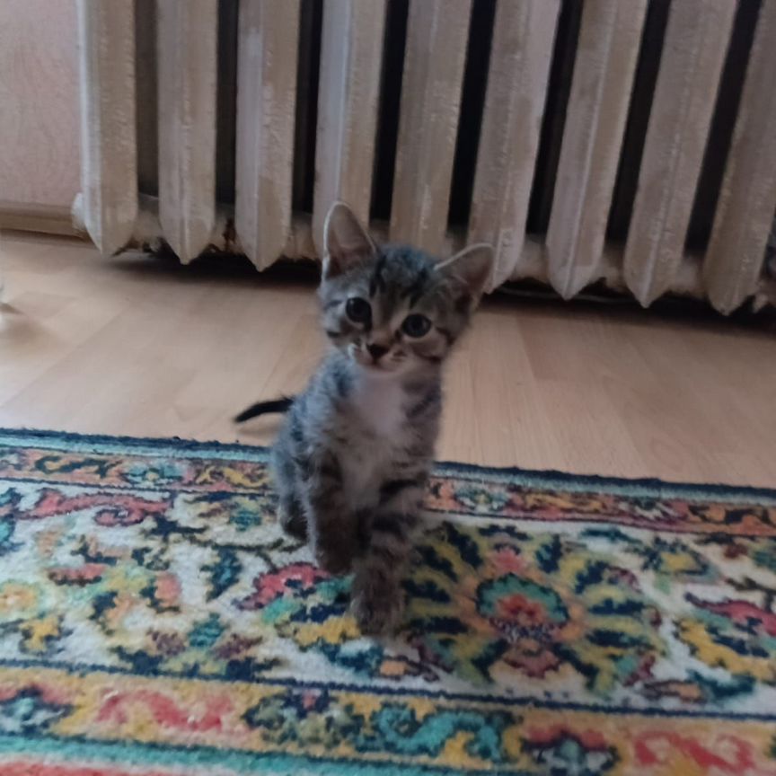 Отдам в хорошие руки котика, родился 18 ноября