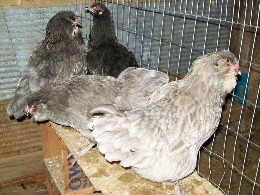 Молодки породистых кур