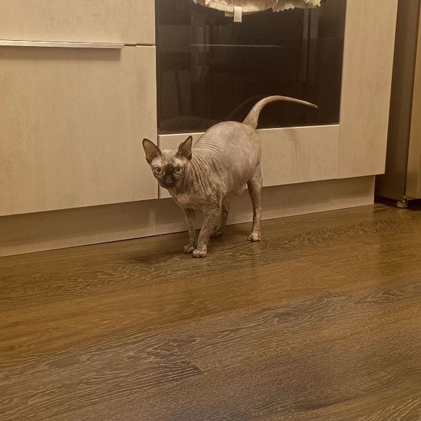 Кошка сфинкс бесплатно